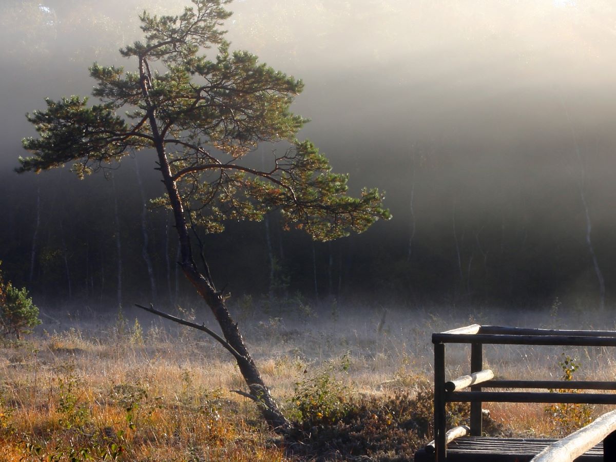 Feuchtwiesen und Moore - Naturparke