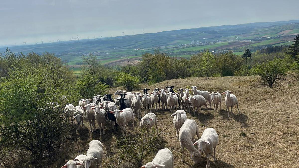 Naturparke vernetzen Lebensräume österreichweit - Naturparke